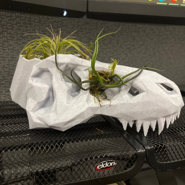T-bone the T-rex Skull Planter With Plants - THE ORIGINAL! - Nontoxic ...