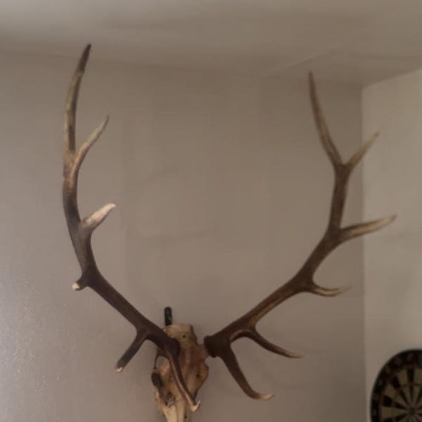 Large European Mount Hanger - Etsy