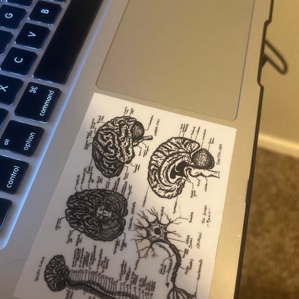 Laptop Sticker Anatomy Neuro Brain Diagram Vinyl, Nursing Student ...