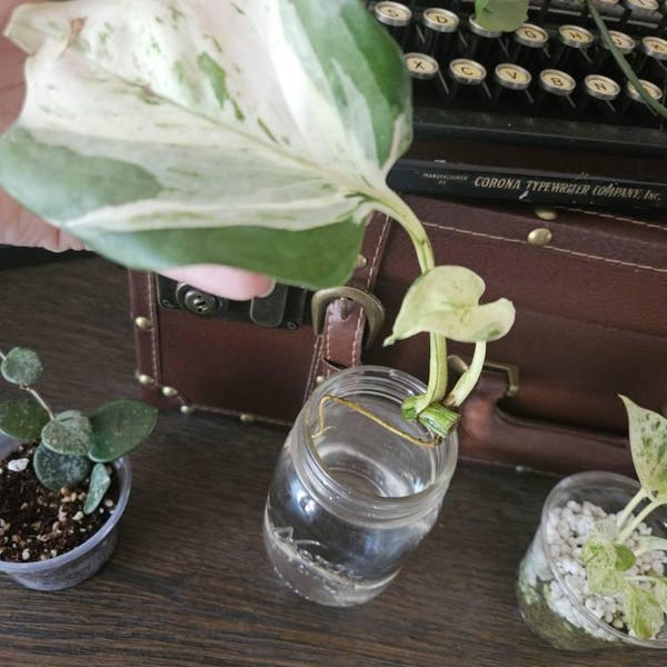 Variegated Maranta Prayer Plants, Beauty Kim Variegated, High ...