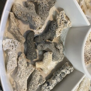 50pc Calico Clam Seashells - Etsy