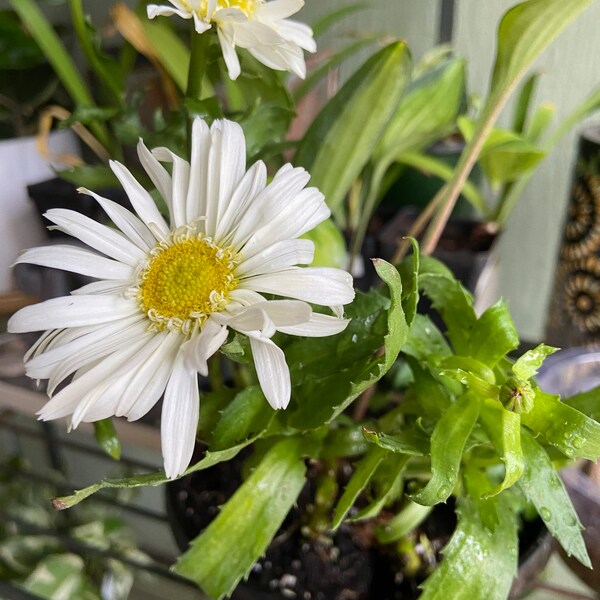 3 Snowcap Daises Leucanthemum Superbum Shasta Daisy Super Fragrant ...