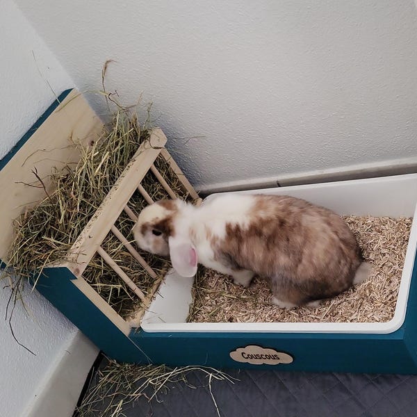 Large Hay Feeder and Litter Box for Giant Flanders Rabbit. Giant Rabbit ...