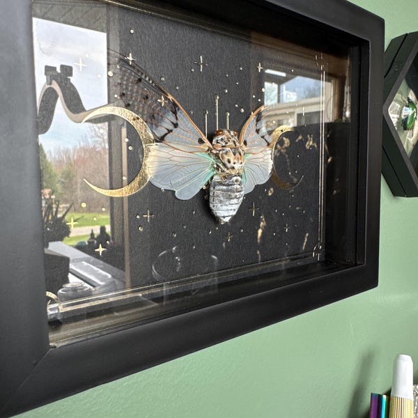 Real Framed Ghost Cicada Ayutha Spectabilis Shadow Box Frame Insect ...
