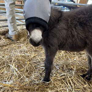 Sheep Leg Wraps, Goat Leg Wraps, Mini Horse Leg Wraps, Serape Cheetah ...