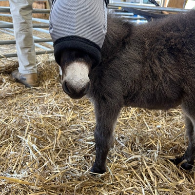 Sheep Leg Wraps, Goat Leg Wraps, Mini Horse Leg Wraps, Serape Cheetah ...