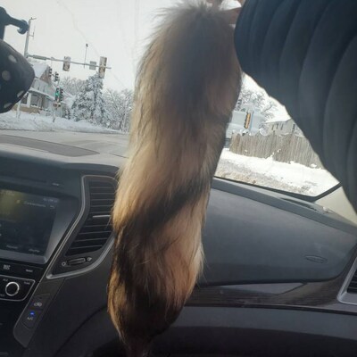 2 Coyote Leg Bone 1 Ulna and 1 Radius BN-701 - Etsy