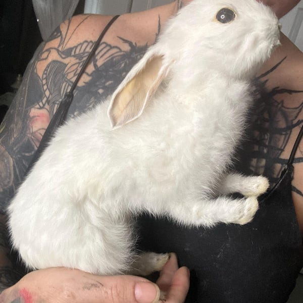 Taxidermy Rabbit,real Taxidermy Rabbit,oddity Home Decor,cute Rabbit ...