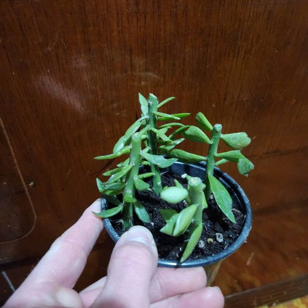 Mouse Ears - Opuntia Debreczeyi Miniature CACTUS - COLD HARDY & Home ...