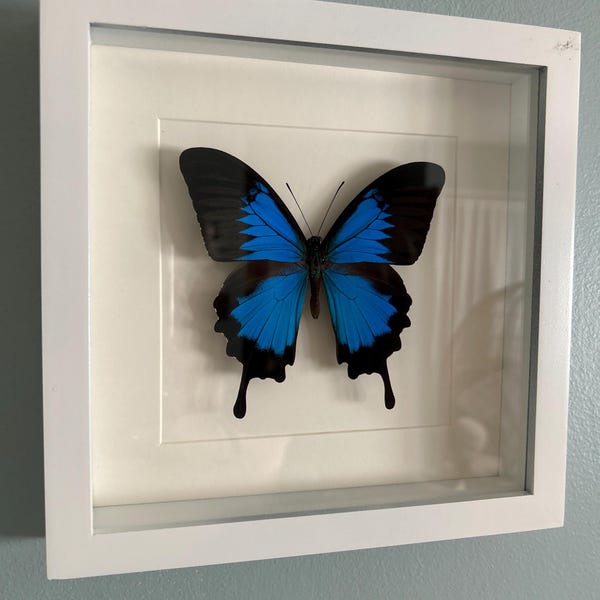 Real Framed Ghost Cicada Ayutha Spectabilis Shadow Box Frame Insect ...