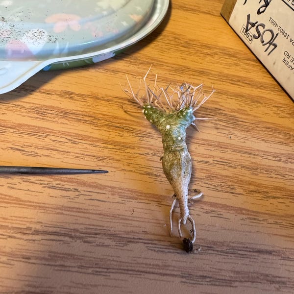 Bulbine Torta, Super Rare Succulent！ - Etsy
