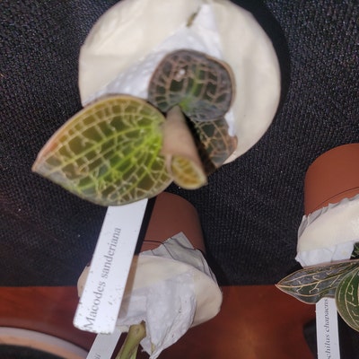 Euphorbia Guiengola, the String of Stars, Rooted Plant Shipped in 2 Pot ...