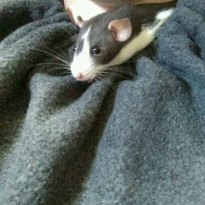 Ratoob, Dark Gray - Etsy