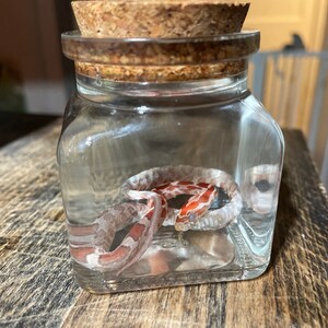 Atlas Moth, Framed Taxidermy Moth Display, Insect Wall Art, Natural ...