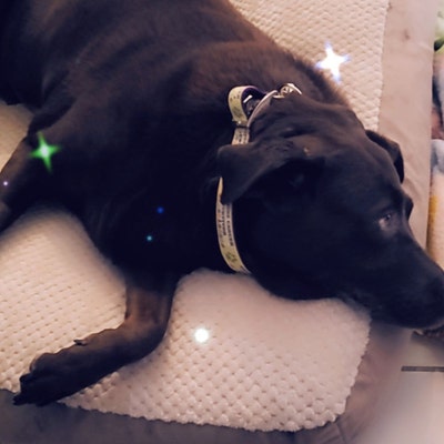 Canine Cancer Survivor Ribbon Dog Collar-canine Cancer Awarenessalso ...