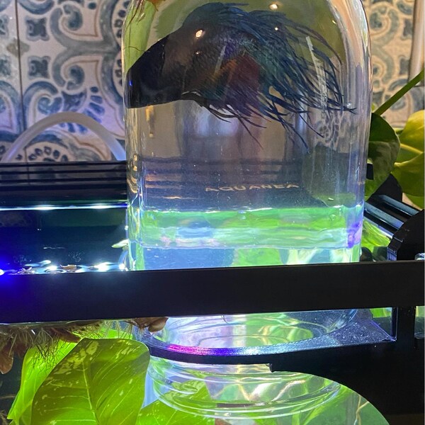 20 Gallon Tall 3D Printed Aquarium Divider - Betta Tank Divider (NO ...