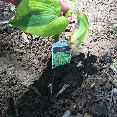 Hosta 'afterglow' 3 Pot Size Starter Plant - Etsy