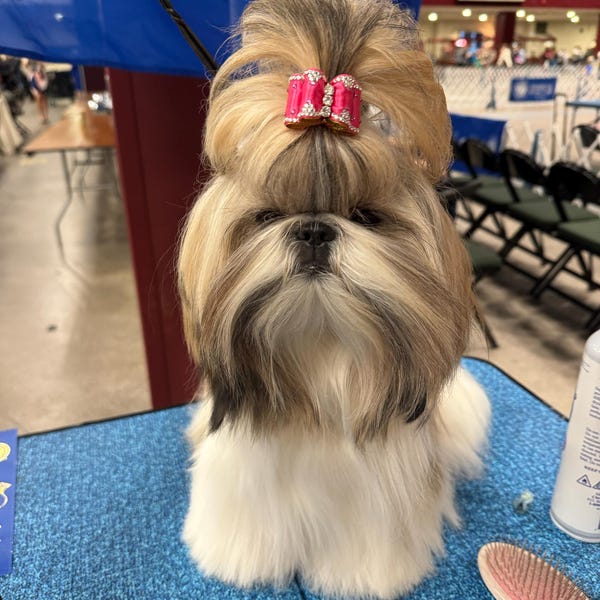 Dog Bows and More "stunning in Red" Shih Tzu, Yorkshire Terrier, Biewer ...