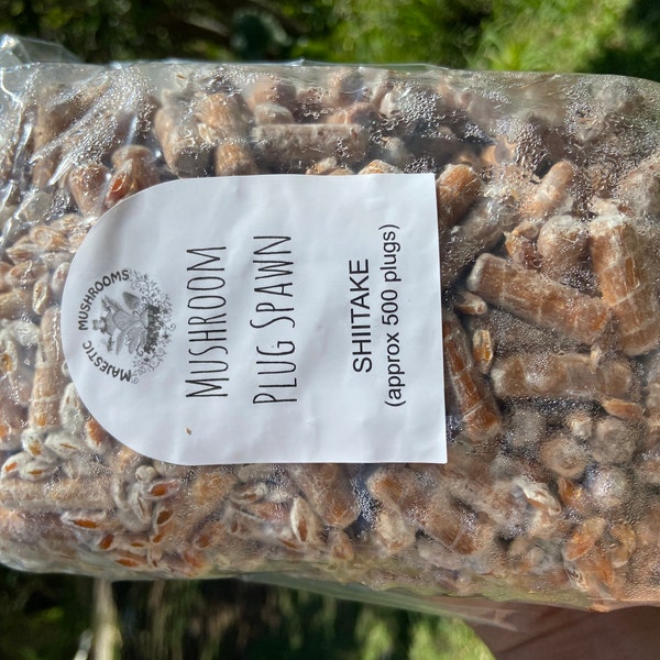 Shiitake Mushroom Plug Spawn 500x - FREE USA Shipping - Etsy