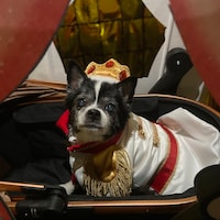 Alien Dog Costume, Toy Story Alien Dog Outfit, Halloween Dog Outfit ...