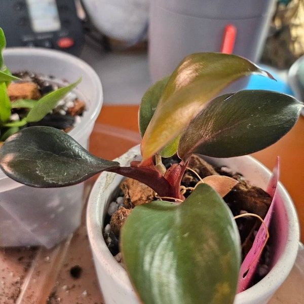 Philodendron Congo Rojo Starter Plant **(ALL Plants Require You to ...