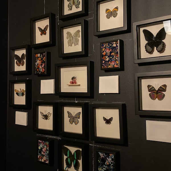 Butterfly Taxidermy Polkadot Apollo Metalmark - Etsy
