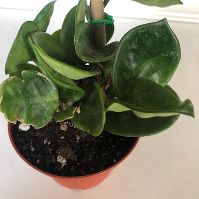 Elliot Planter Speckled Ombré Ceramic Pot in Multiple Sizes - Etsy