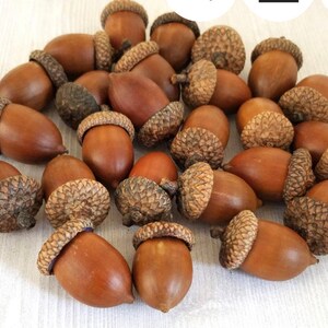 SMALL Real Acorns Natural Acorns Rustic Decor Thanksgiving - Etsy