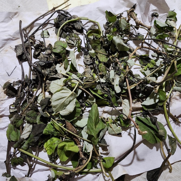 Cundeamor cerasee Spiritual Cleansing Herb Fresh Cutting Bitter Gourd ...