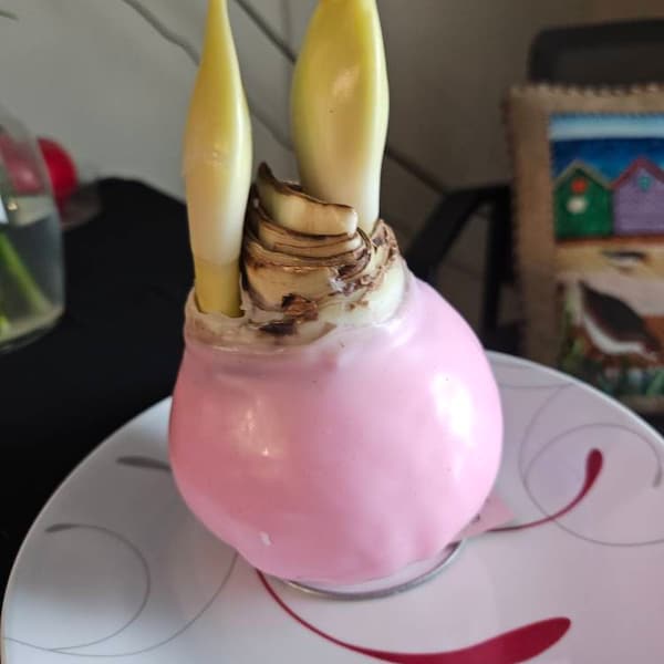 3 Musa ‘poquito’ Banana Tree/ Banana Tree in 4 Inch Cups (one Plant per ...