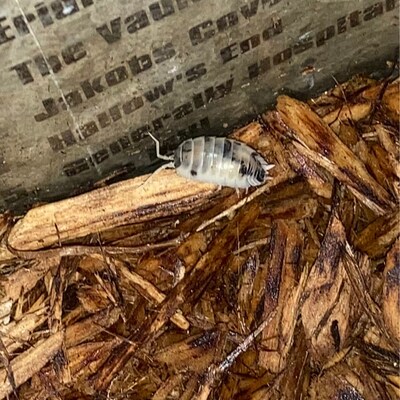 Vented Enclosure 16 Quart Reptile Isopod Terrarium Vivarium Container ...