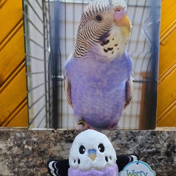 Quaker Parrot Borb Life 11 and 15 Oz Mugs, Personalized Quaker Parrot ...