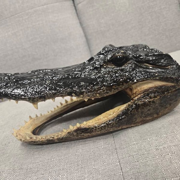 Five Alligator Heads From Genuine Louisiana Gator Taxidermy - Etsy