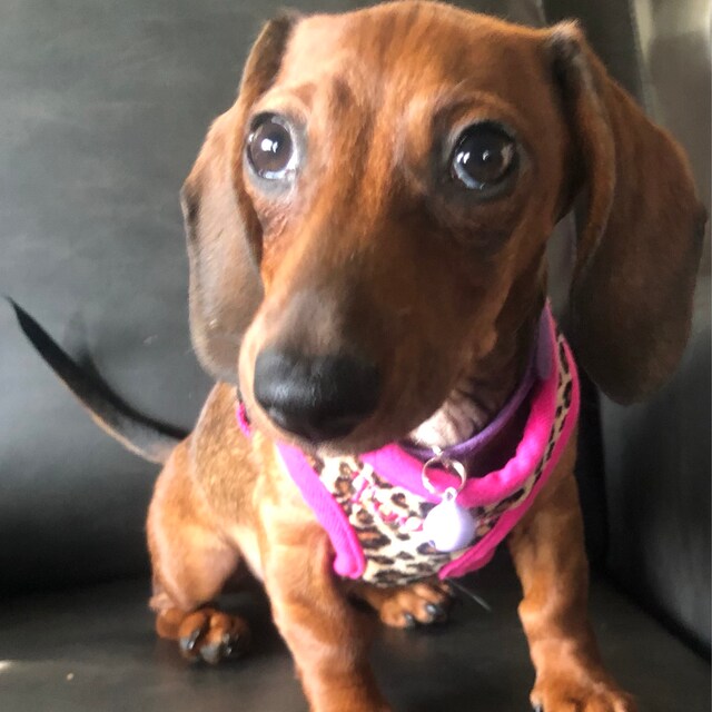 Harnesses Collars Accessories and Clothing by SassyDogFashions