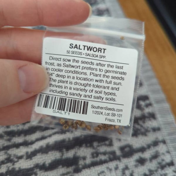 Saltwort Seeds – Heirloom Edible Green, Asian Culinary Herb, Medicinal ...