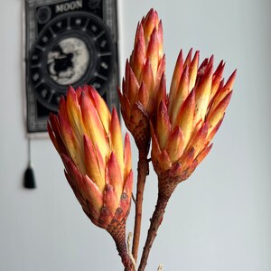 Clarissa Dried Flower Bouquet - Etsy