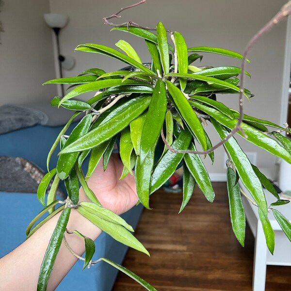 Hoya Minibelle | Hoya Shepherdii & Hoya Carnosa Hybrid | Rare Hoya ...