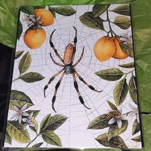 Velvet Spider Sticker 3.5 Inch Glossy Sticker Ladybird | Etsy