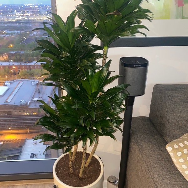 Dracaena Janet Craig Compacta Cane Plant in 2g" Pot - About 36" Tall - Etsy