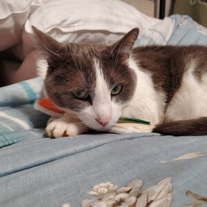 Kuchi Kopi Catnip Toy bobs Burgers | Etsy