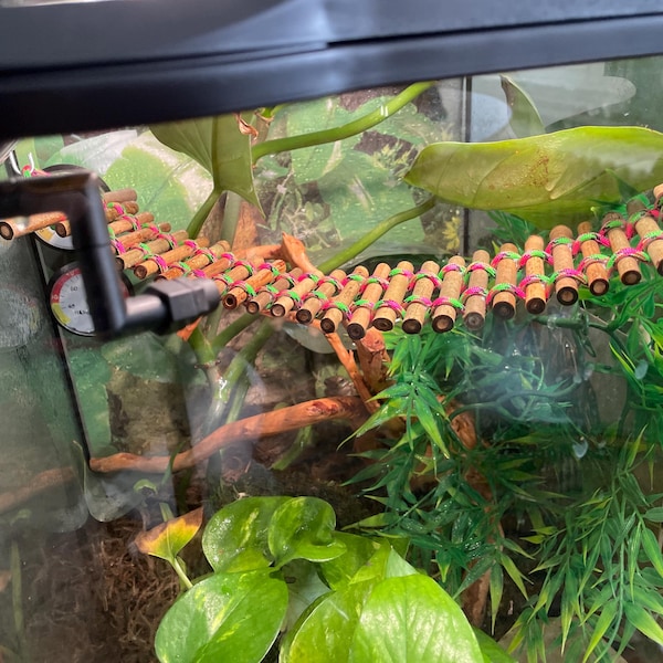 Bamboo Bridge - 2.5" Width - (perfect for Young Crested Geckos, Tree ...