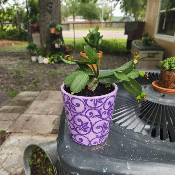Spring Cactus/easter Cactus Live Plants in a 4”pots - Etsy