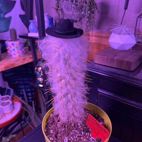 DNA Houseplant Trellis Simple Double Helix Lasercut Wooden Trellis ...