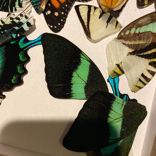 20 A+ to A- Grade Real Butterfly Wings - Curiosity Collection - Craft ...
