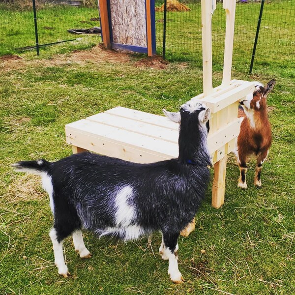 Goat Milk Stand for Pygmy and Dwarf Goats, Quality Eco Friendly Durable - Etsy