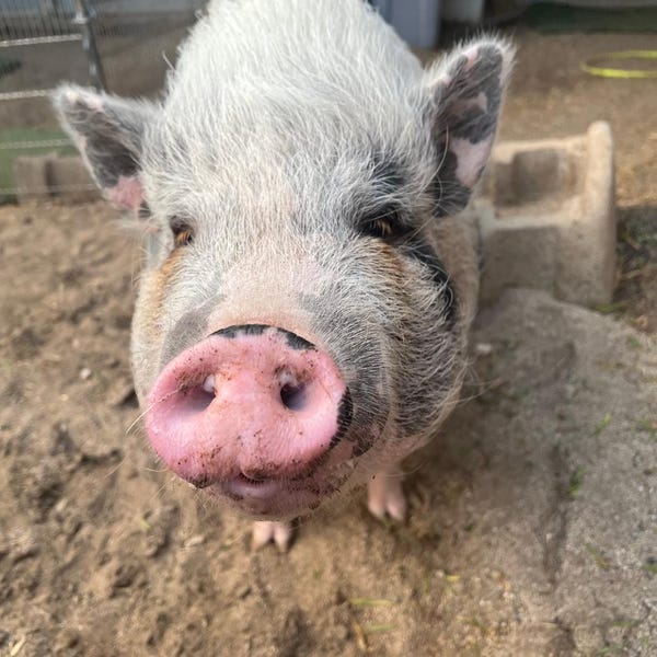 Spin-n-snack™ Enrichment Activity | Outdoor Potbelly Pig Toy | Piggy ...