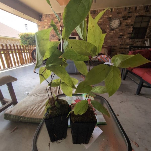 Chinese Elm Quart Container - Etsy