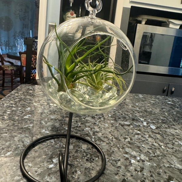 Tillandsia Bulbosa | Alien Air Plant - Etsy