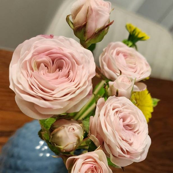 David Austin Rose, HANDMADE, Juliet Rose Peony Rose for Vase, English ...