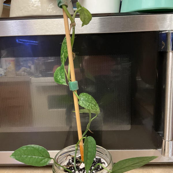 Carnival Pothos Teruno Series Epipremnum Aureum Carnival Terunoworld ...